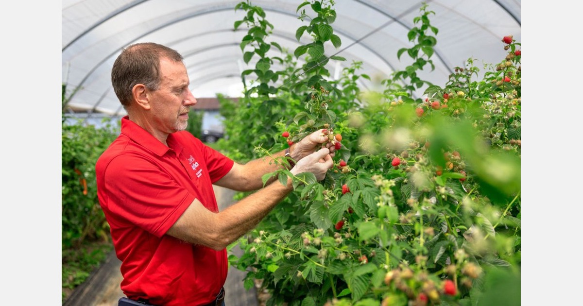 Two new red raspberries hit the market