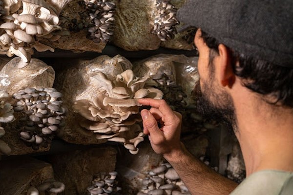 "Achieving success in mushroom production requires careful attention to ...