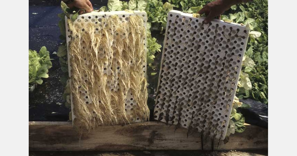 Early detection system offers crucial insights into disease risk