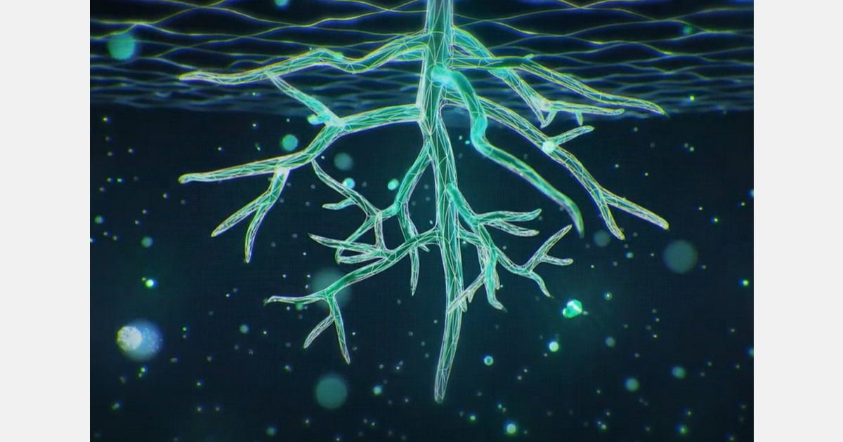 Giving plants protection against root pathogens