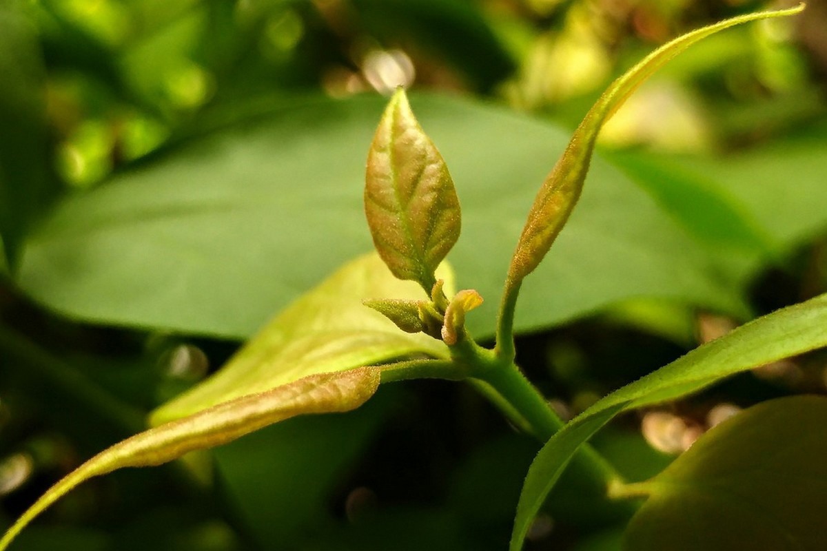 A new standard in seed genetic purity assurance