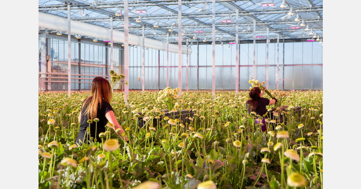 NL: Re-establishing greenhouse horticulture as a safe and fun working ...