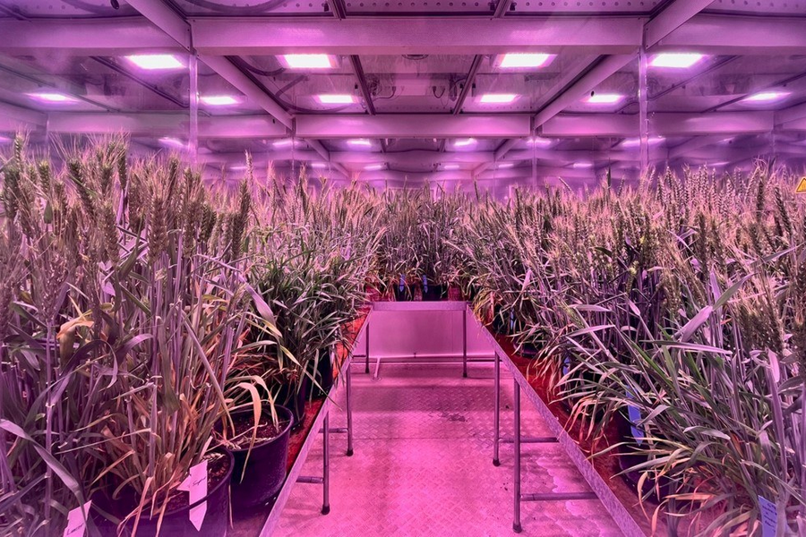 Examining the importance of airflow in plant growth