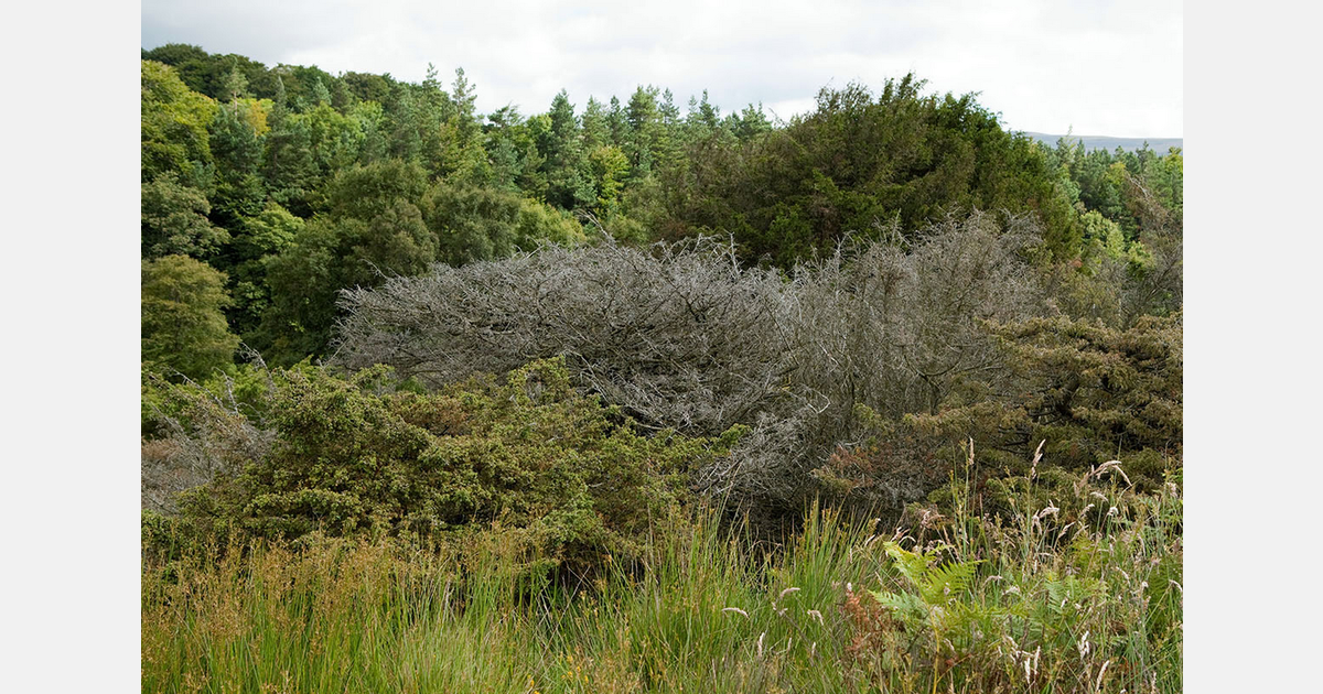 US: New Phytophthora discovered at two nursery operations