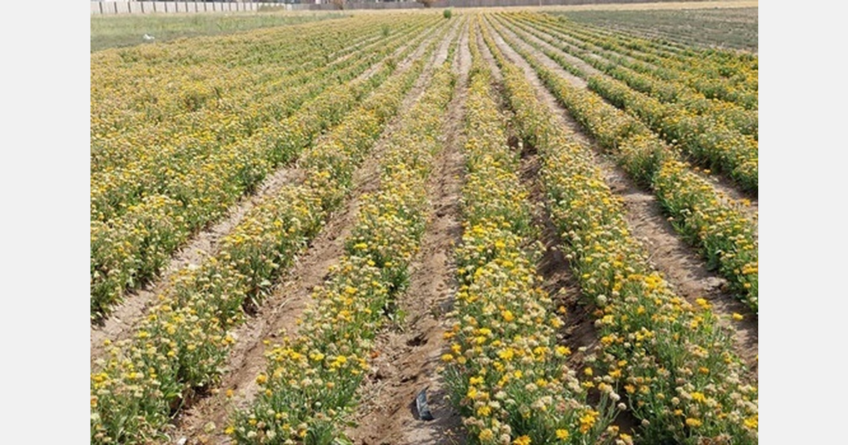 Iranian scientists produce "hybrid" seeds