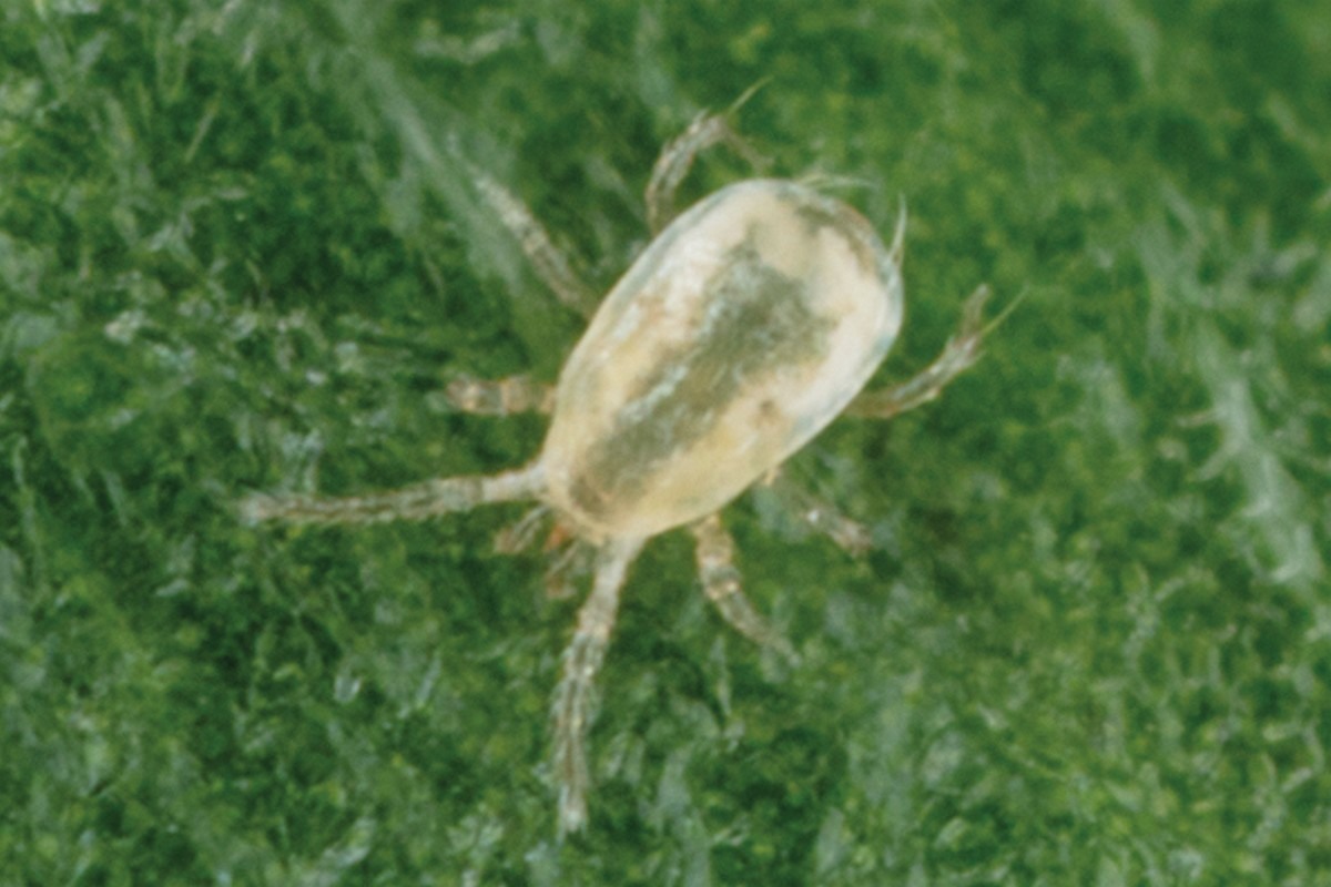 The versatile guardian of crops: Neoseiulus californicus