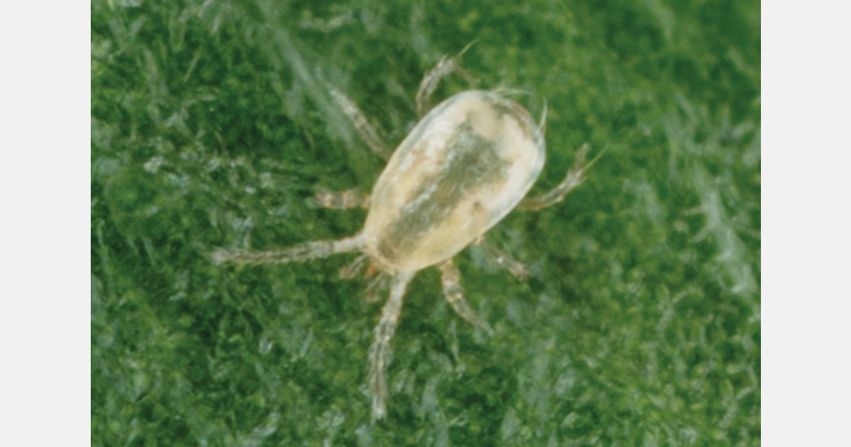 The versatile guardian of crops: Neoseiulus californicus