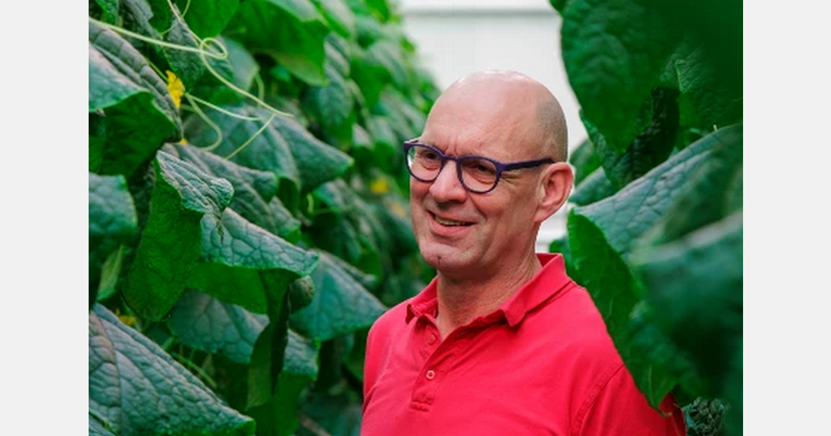 NL: Cucumber lighting trials to start soon