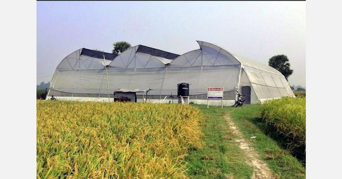 Bangladesh: Finding success through growing in a polynet house