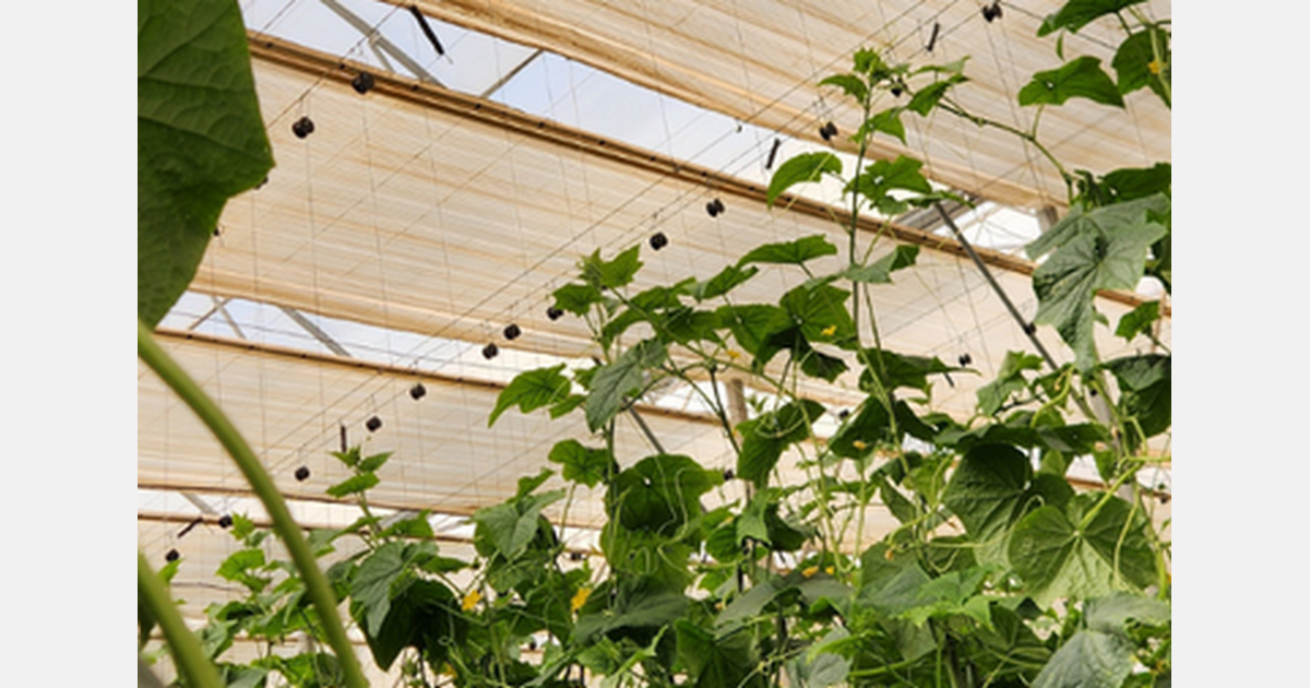 Optimizing greenhouse climates through screens and control nets