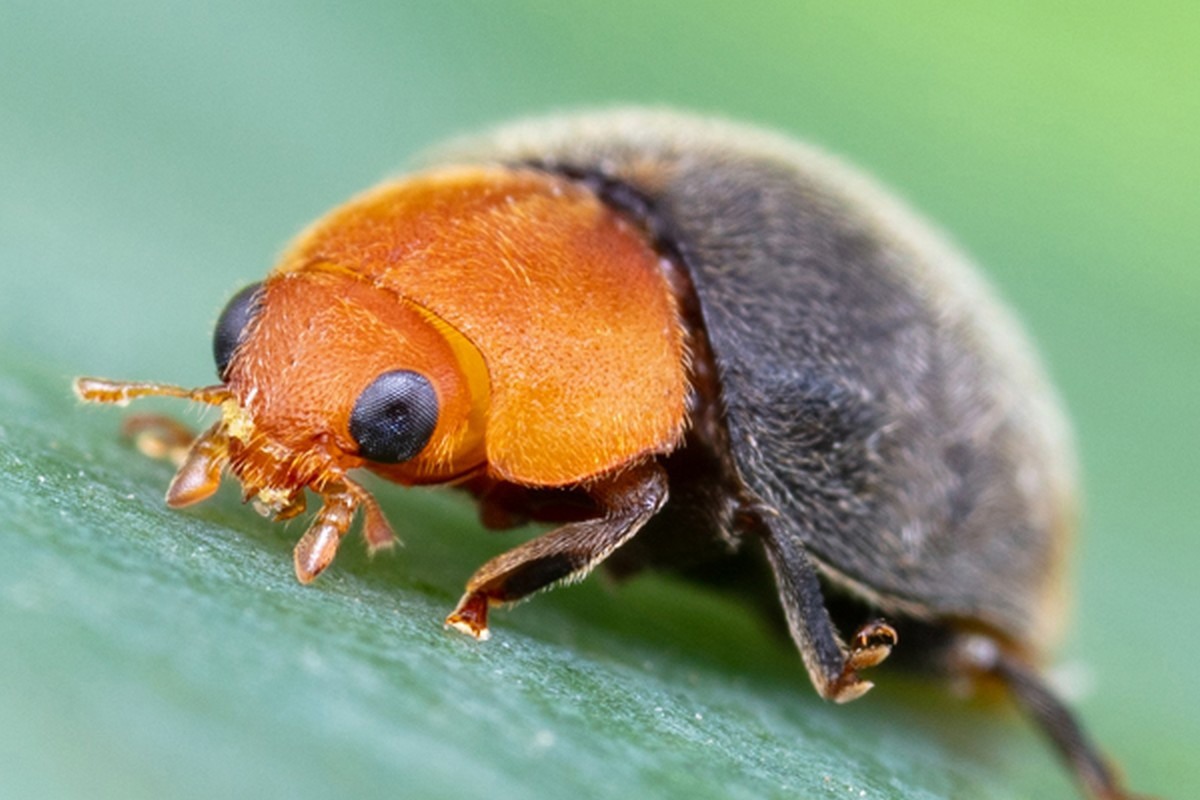 Cryptolaemus montrouzieri: the Mealybug slayer