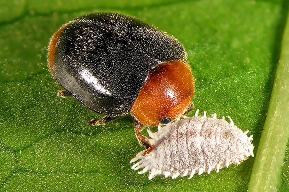 Cryptolaemus montrouzieri: the Mealybug slayer