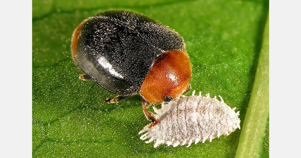 Cryptolaemus montrouzieri: the Mealybug slayer