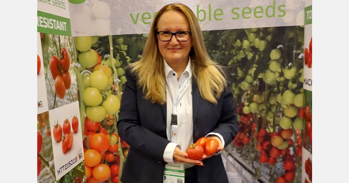 Breeding rugose resistant pink tomatoes for the Polish market