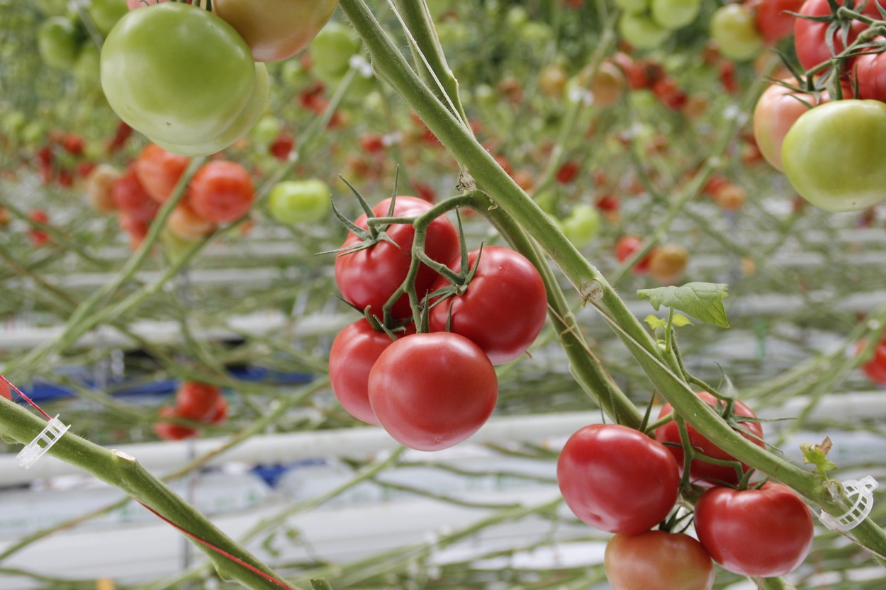 Breeding rugose resistant pink tomatoes for the Polish market