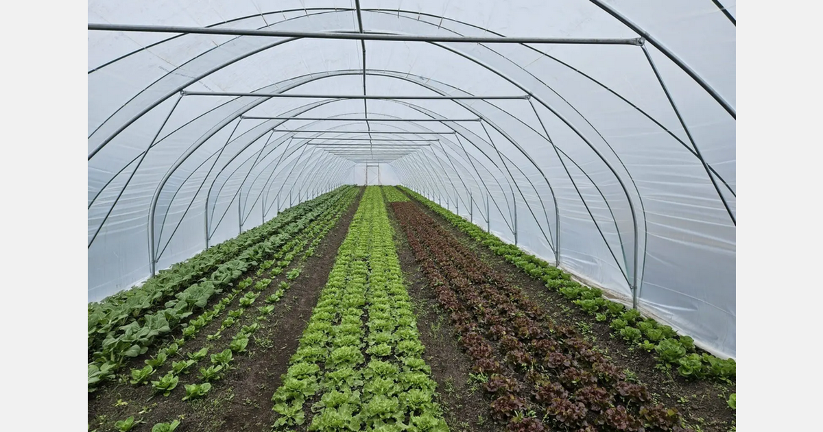 Ireland: Innovation schemes launched to support horticultural innovation