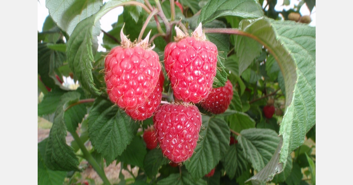 James Hutton Institute introduces new global raspberry breeding consortium