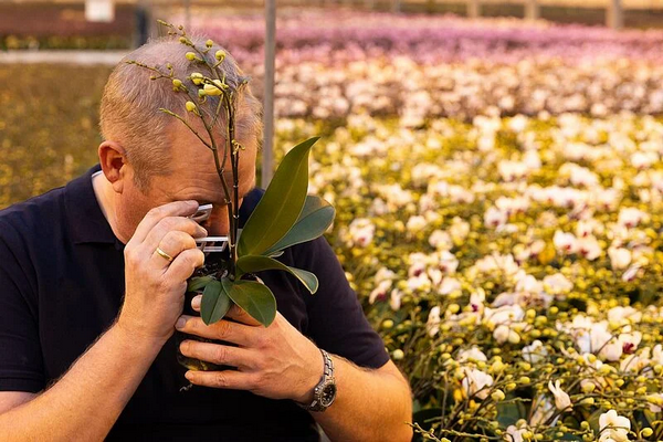 The importance of early pest detection