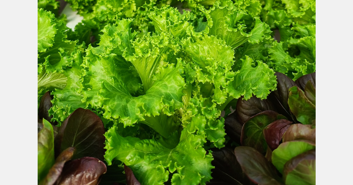 Taiwan: Driving sustainable lettuce production through gutters