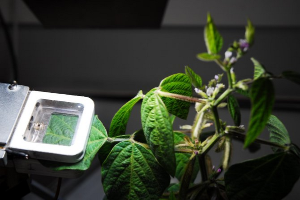 Shade plants capture more light than expected