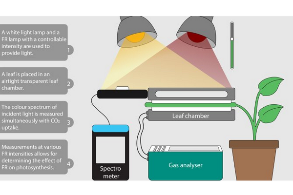 Shade plants capture more light than expected
