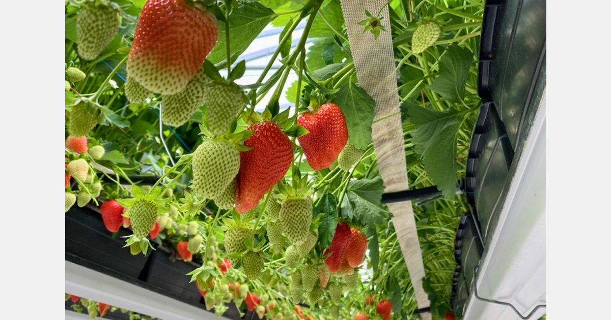 Canadian berry propagators announce growth, through partnership