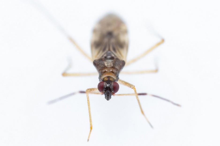 "Come meet the 'surfers' on sticky plants: Dicyphus hesperus"