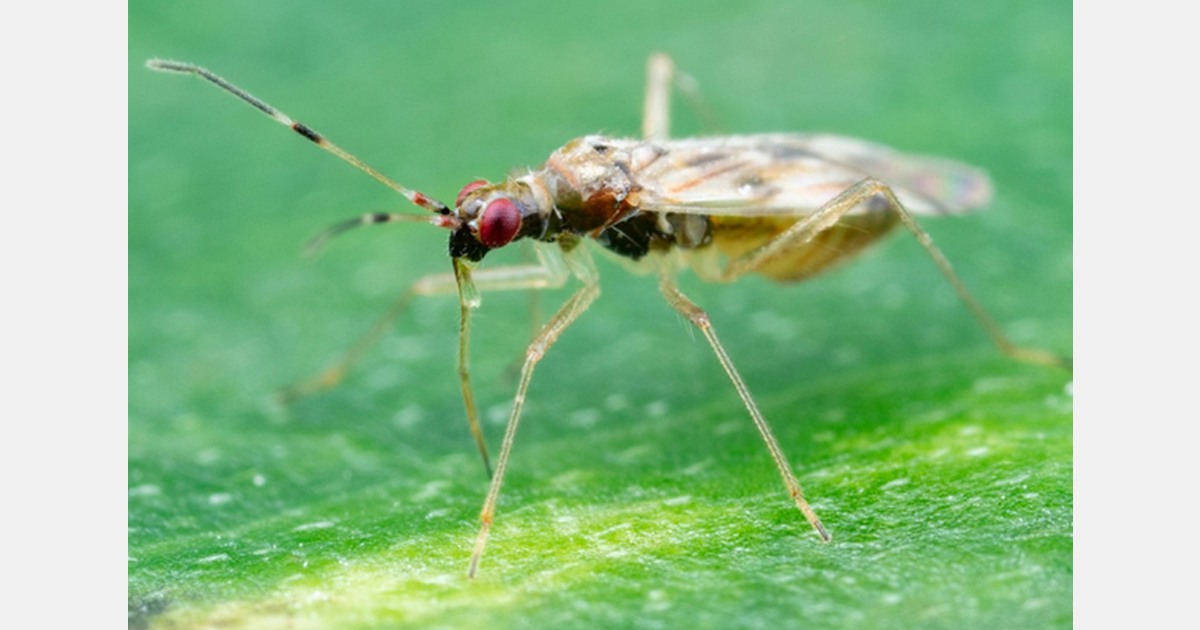 "Come meet the 'surfers' on sticky plants: Dicyphus hesperus"