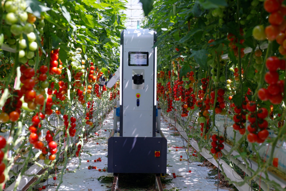 Tomato picking robot unveiled at Fruit Logistica
