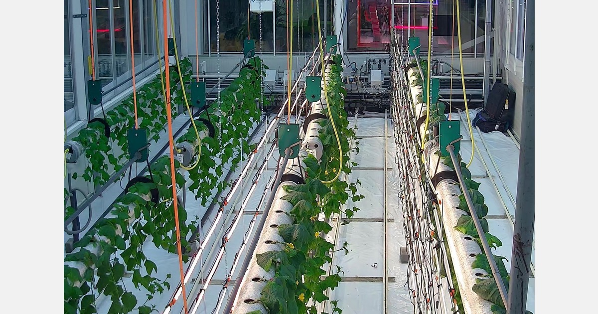 New upside-down cucumber cultivation started, with articifial lighting ...