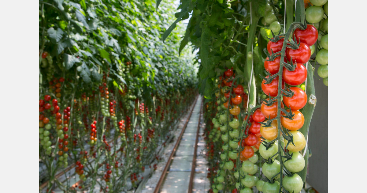 NZ Hothouse making moves to improve sustainability