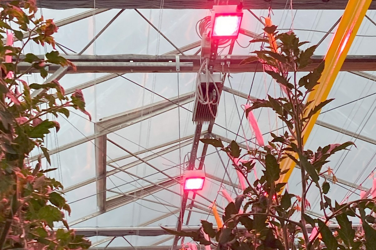 Using a grow lamp to save 30% more energy
