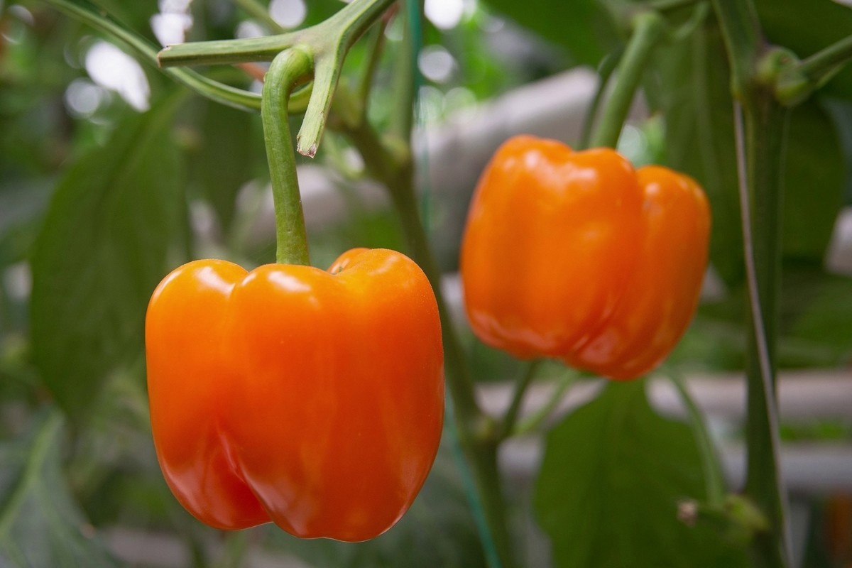 “Our owner made a bold decision to dedicate all 28 acres of our organic ...