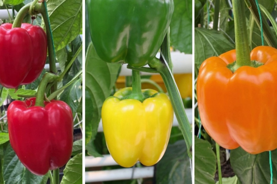 “Our owner made a bold decision to dedicate all 28 acres of our organic ...