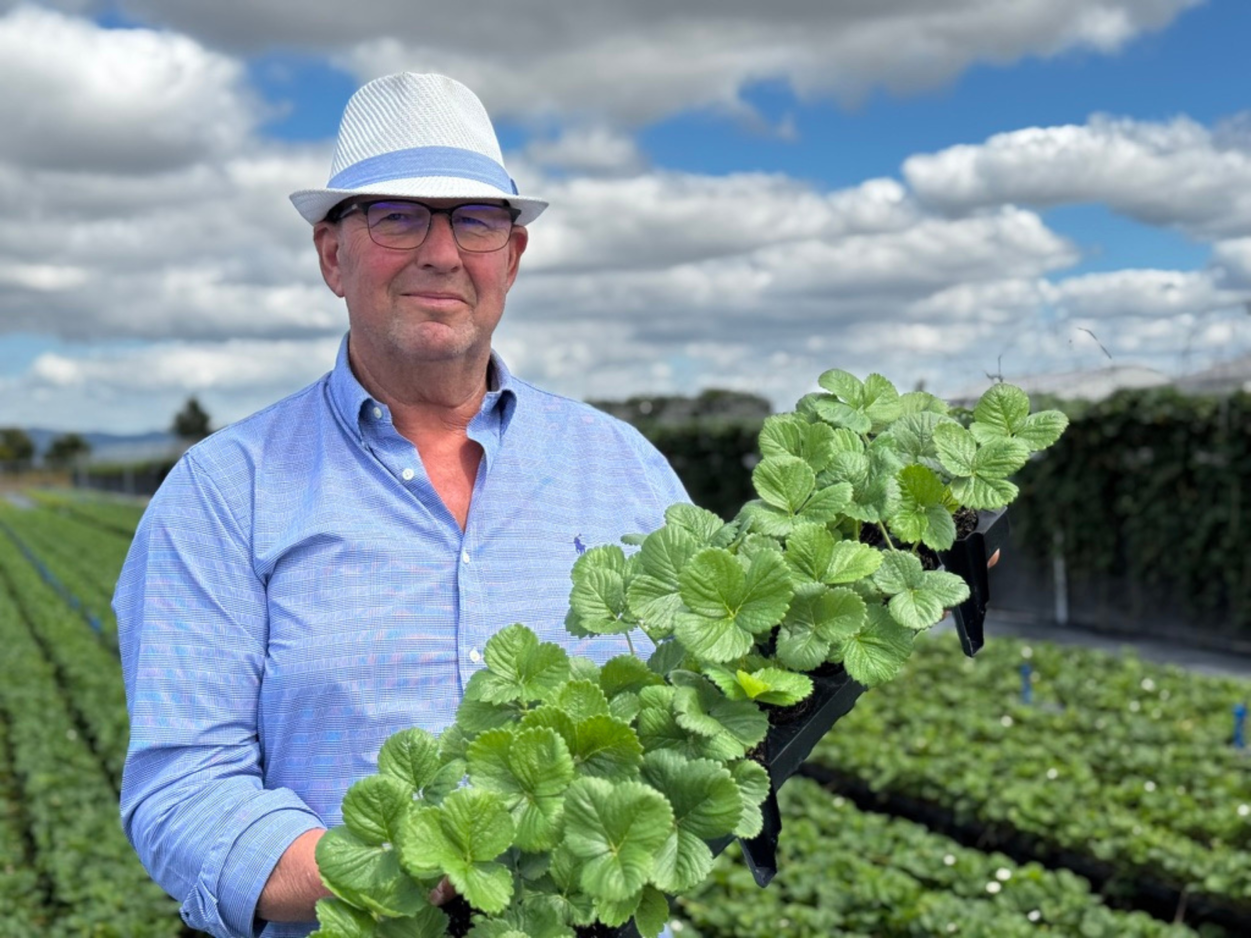 From bare root to tray plants: "A game-changer for NZ strawberry growers"