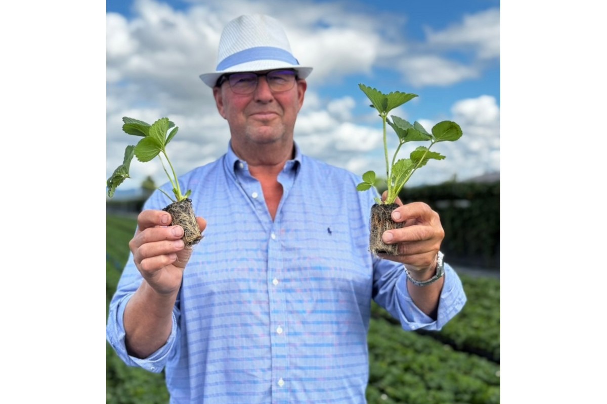 From bare root to tray plants: "A game-changer for NZ strawberry growers"