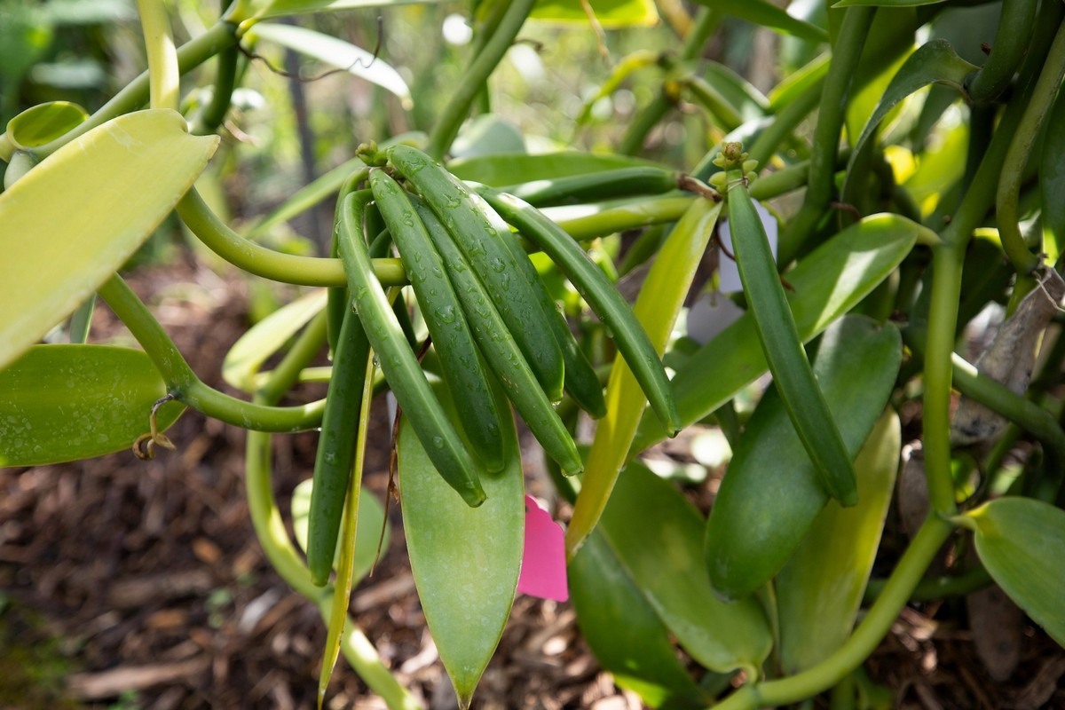 Consumers value domestically produced vanilla – but only when they know ...