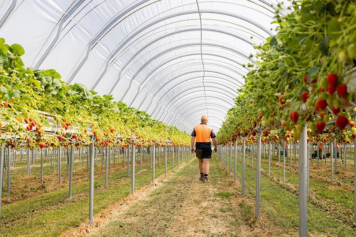 Gold medal for BerryWorld Strawberries at 2025 New Zealand Food ...
