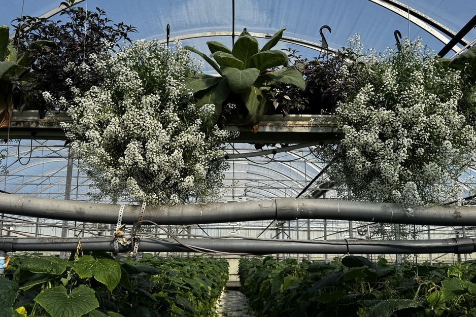 The role of banker plants in biological control