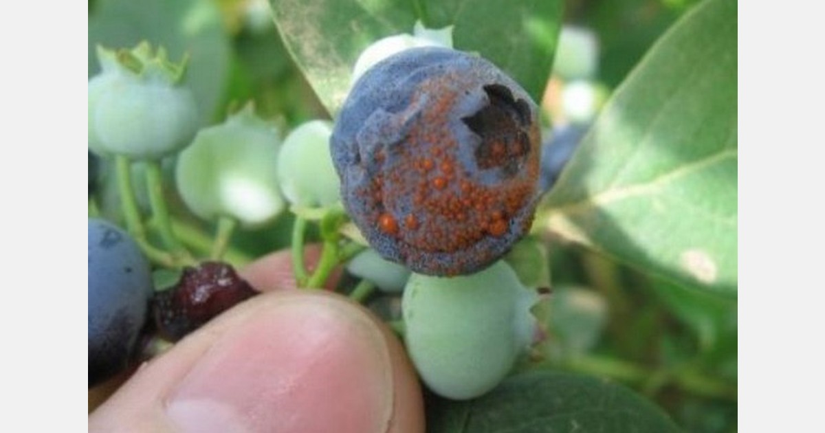 US: Blueberry rot risk prediction model launched for Michigan growers