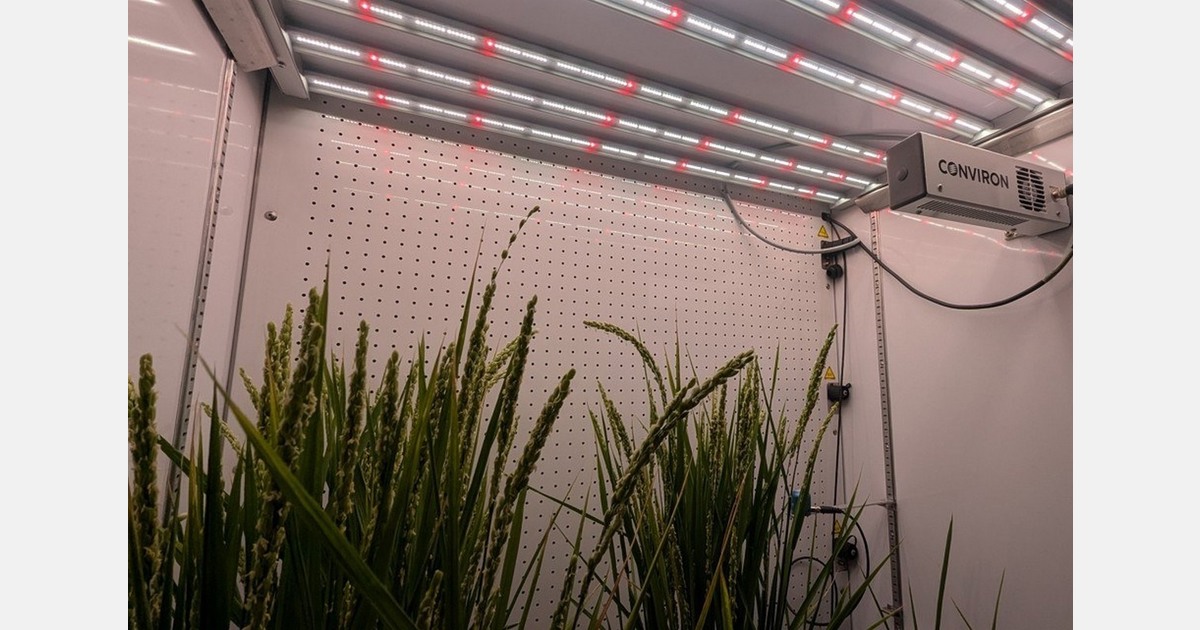 Plant growth chambers for rice research