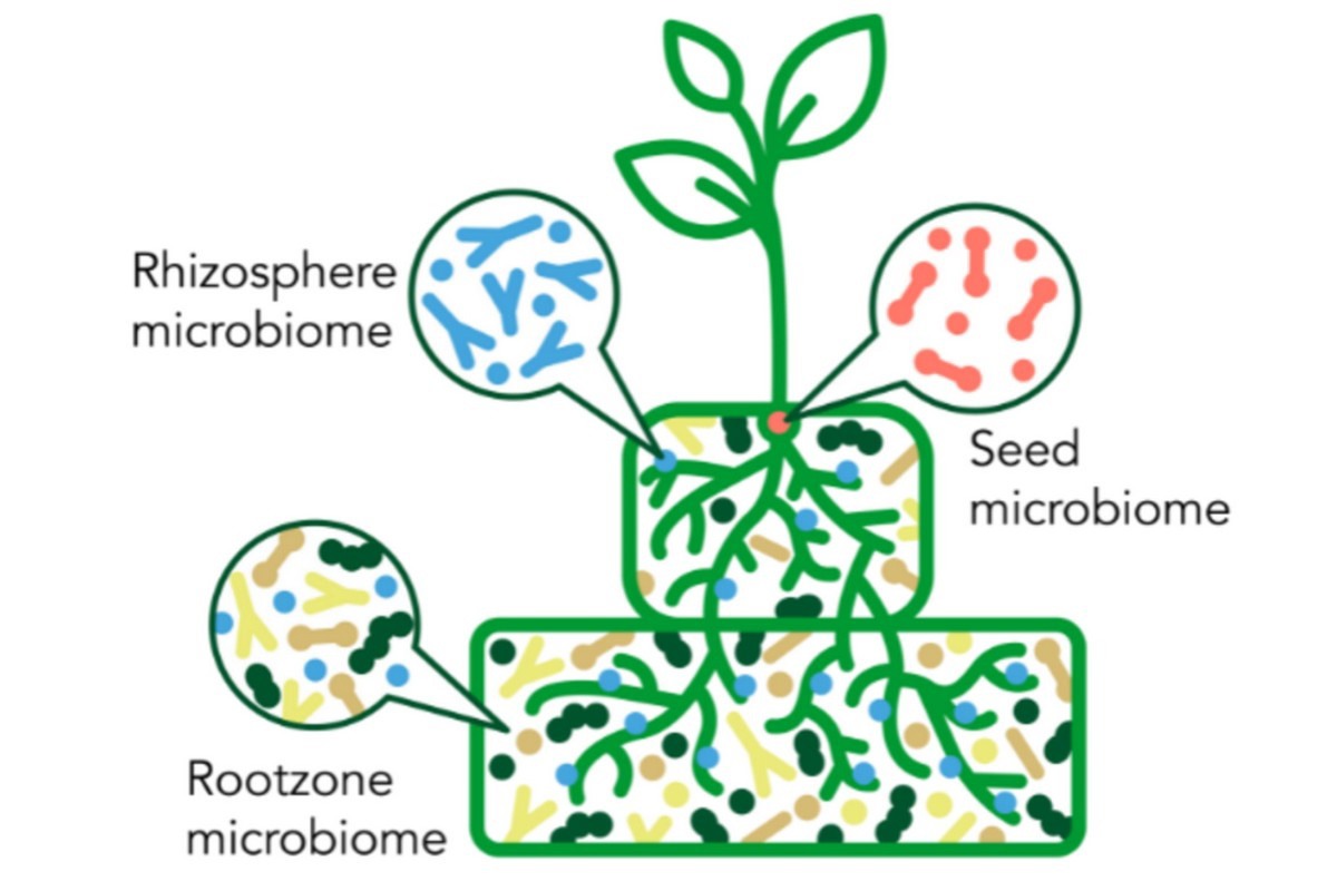 An introduction to the root zone microbiome