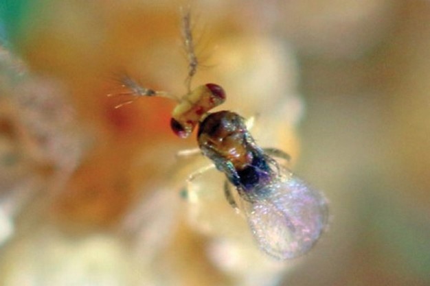 Fighting cabbage loopers with microscopic warriors