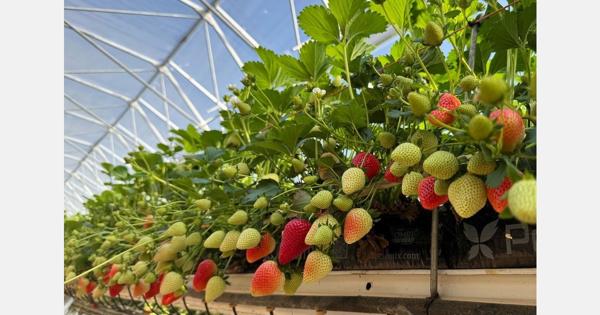 UK: All signs point to a good season for berry growers