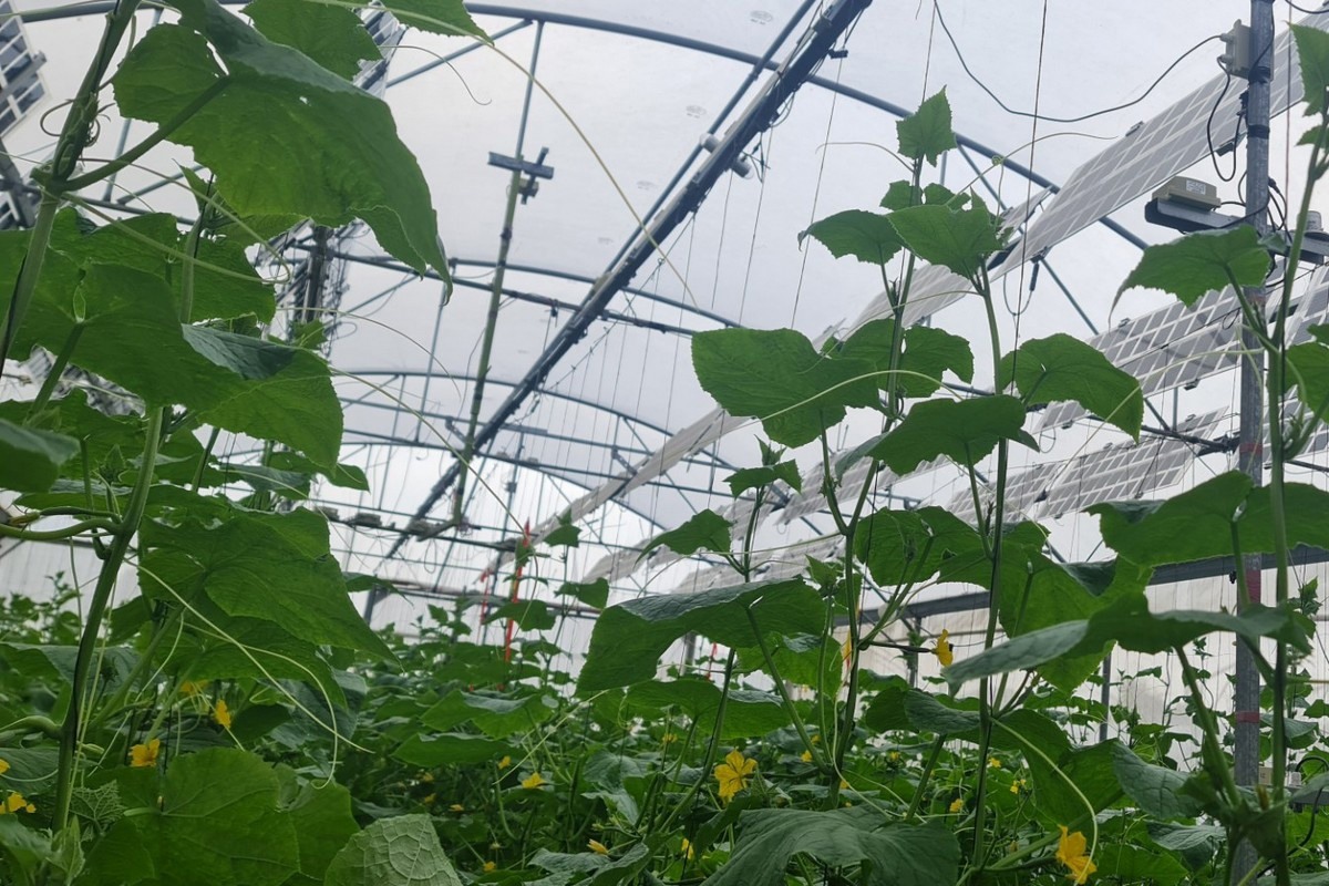 Greece: Improved sun-tracking greenhouse system at upcoming general ...