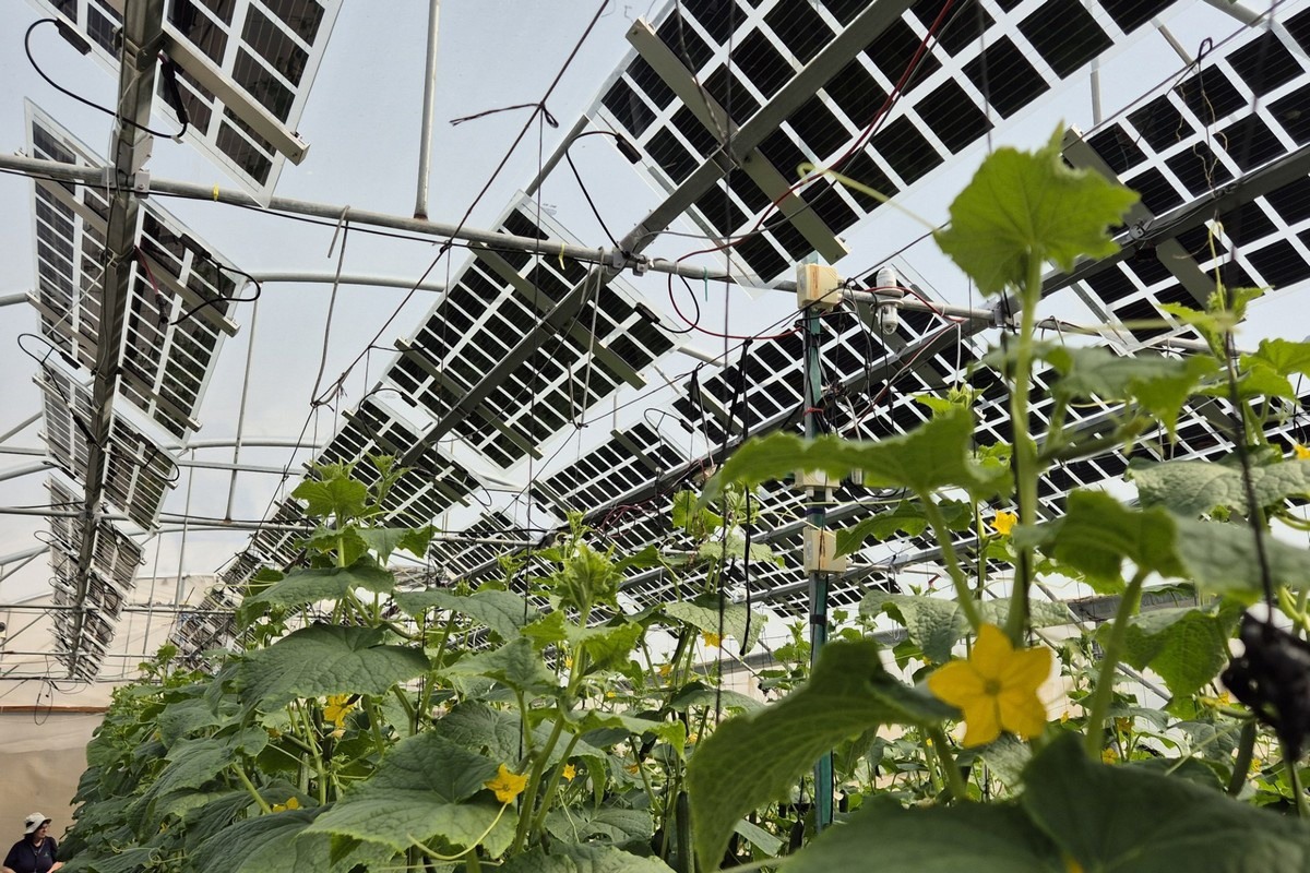 Greece: Improved sun-tracking greenhouse system at upcoming general ...