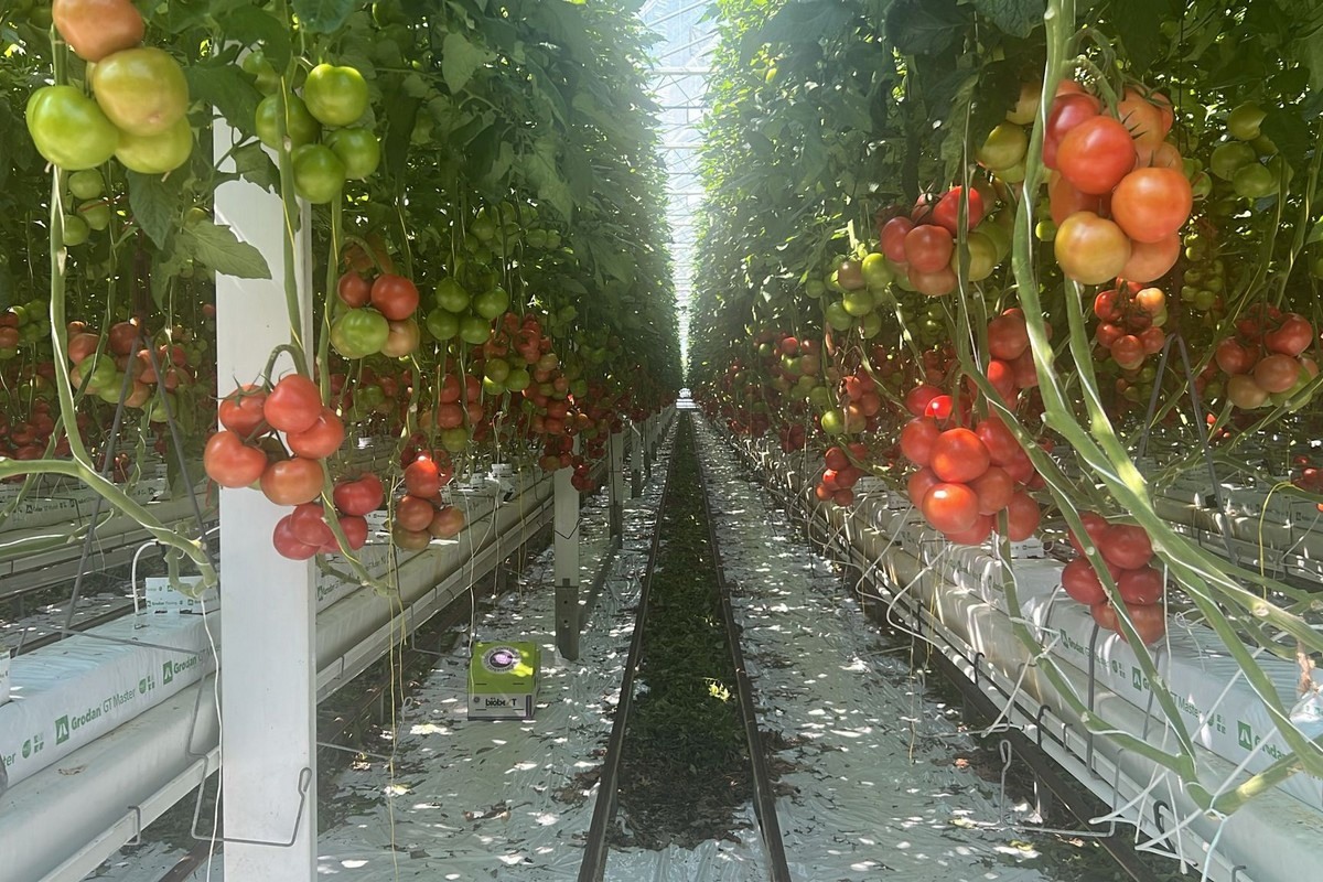 Balancing sunlight and careful planning in the Dutch tomato sector