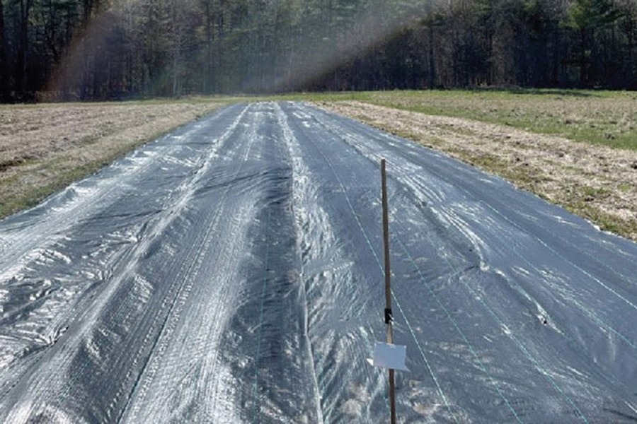 US (NY): Trials show that ground barrier may aid fight against swede midge