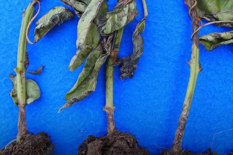 CAN: The spread of fusarium pepper wilt in greenhouses