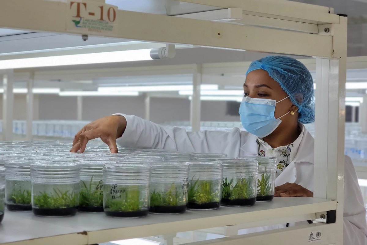 Dominican Republic produces 1.5 million in vitro plants annually